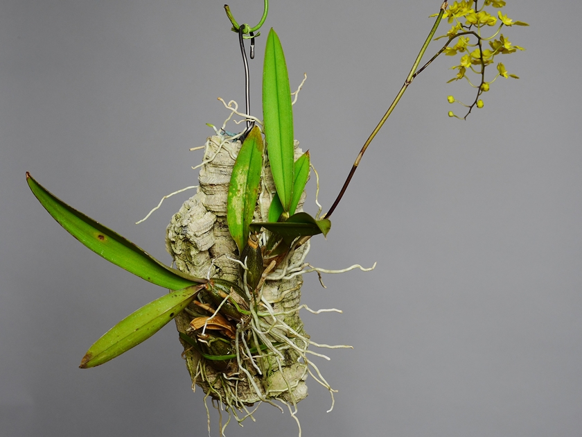 Zelenkoa onusta その2 : 花咲か父さん 洋らん栽培