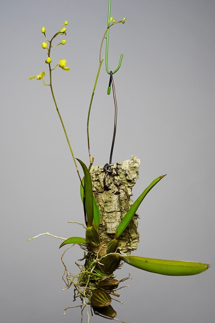 Zelenkoa onusta その2 : 花咲か父さん 洋らん栽培