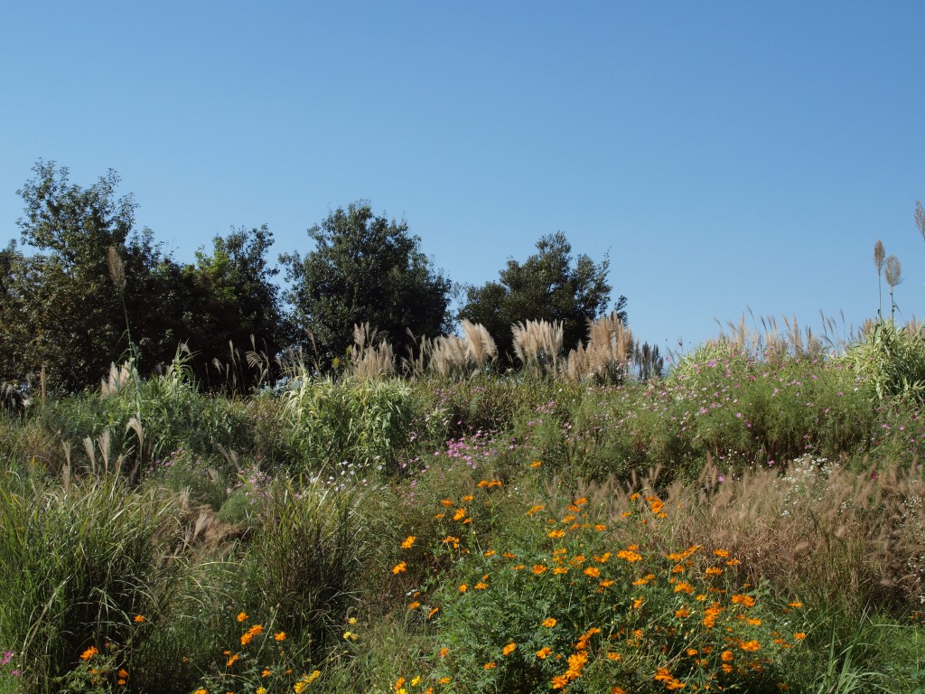 『フラワーパーク江南の風景』 : 自然風の自然風だより