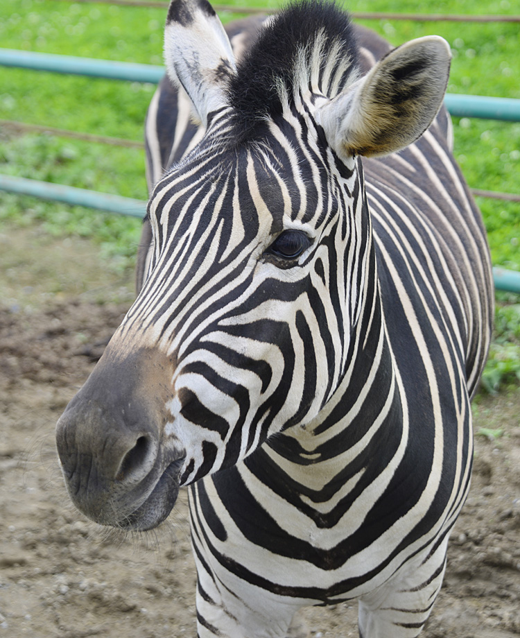 2013.7.23 岩手サファリ☆シマウマ 【Zebra】 : 青空に浮かぶ月 2013.7.23 岩手サファリ☆シマウマ 【Zebra】 : 青空に浮かぶ月