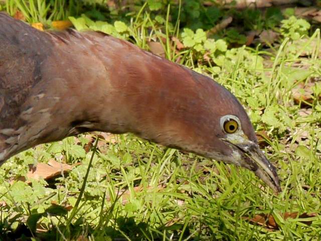 絶滅危機の迷鳥 ミゾゴイ（溝五位）2 : 花と葉っぱ