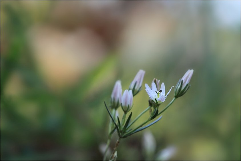 里山のセンブリ : 野草風薫