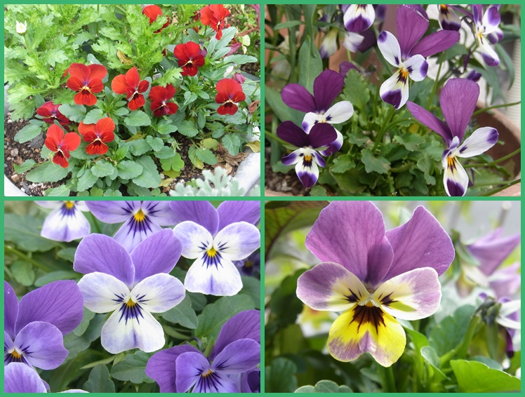 ★ビオラの花 : 四季折々 (3)