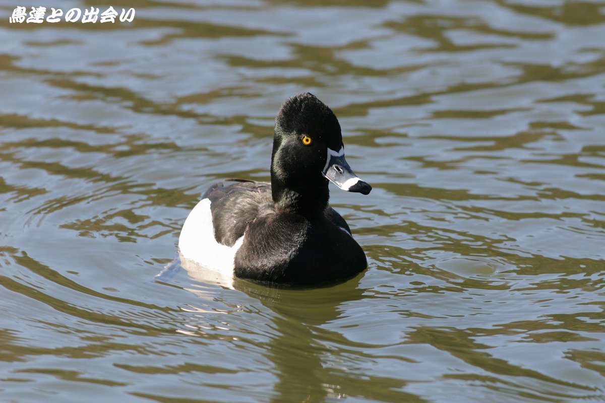 カモ達 ・・・ クビワキンクロ（Ring-necked Duck) : ブログ鳥達との出会い