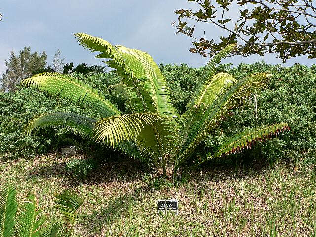 ディオーン・ルゼドウスキー : 新・四季の花