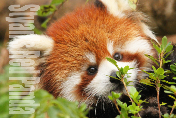 シセンレッサーパンダ：Styan's Red Panda : 動物園の住人たち写真展（はなけもの写眞館）