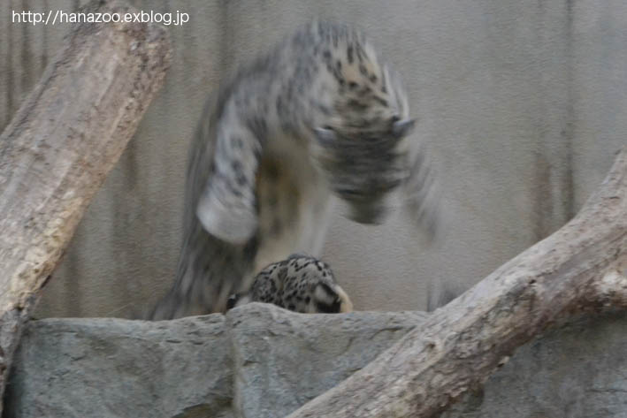 王子のバカップル♡ 3 ユッコ大暴れ！ : 今日ものんびり動物園