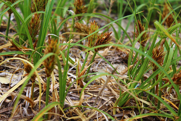 有明浜の海浜植物 ゴボウ…… : 出不精日記