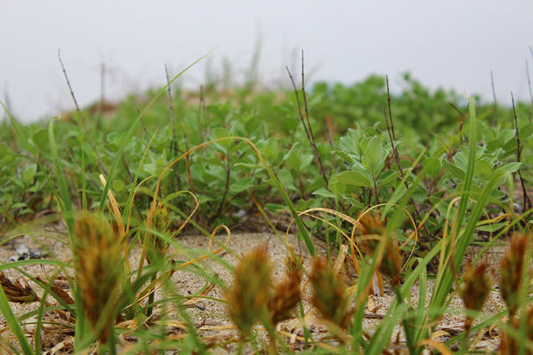 有明浜の海浜植物 ゴボウ…… : 出不精日記