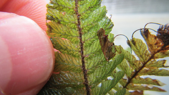 Trichomanes crispum その後 : コケシノブログ‐苔忍録‐