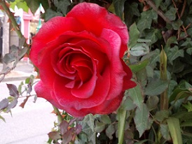 冬から春に : 牧野節子の部屋