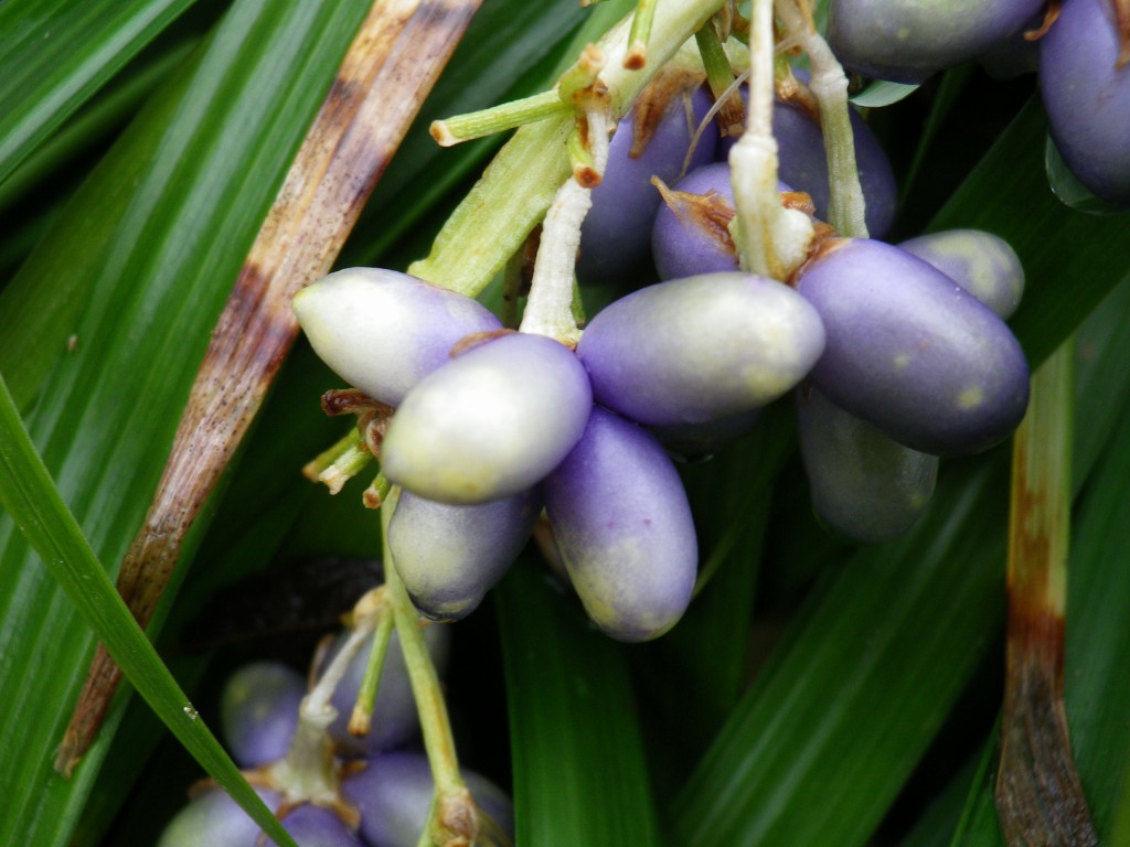 『熨斗蘭（ノシラン）の実と箱根空木（ハコネウツギ）の実と春待芽』 : 自然風の自然風だより