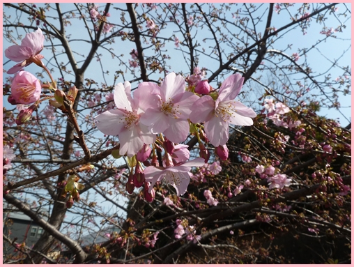 河津さくら : 自然とともに生きる