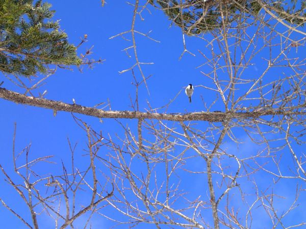 ネイチャースキー☆戸隠高原-2 : WOODNOTE