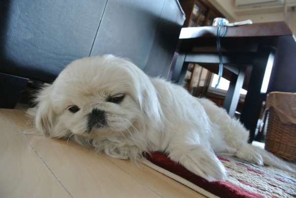 花の妖精の生地でベッドカバー : なめとこ通信