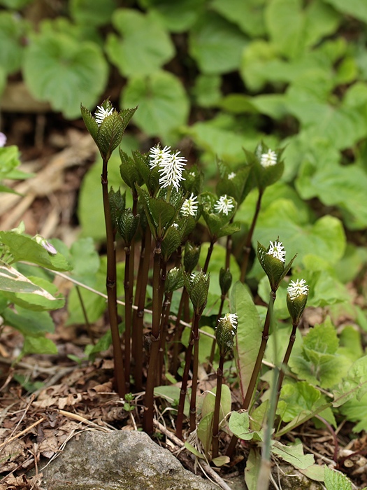 函館山 （七曲りコース） : 山行記録