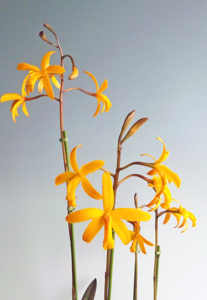 L.flava(レリア：フラバ) : セルレアン・ブルー大好き！かなの魅惑のラン