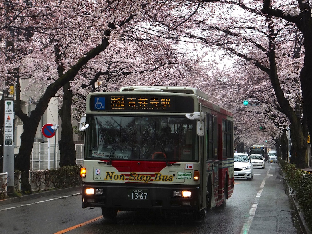 三鷹の桜並木 : 黄色い電車に乗せて…