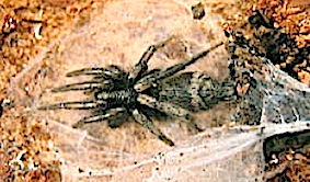 シノノメトンビグモ Hitobia asiatica : 自然感察 *nature feeling*