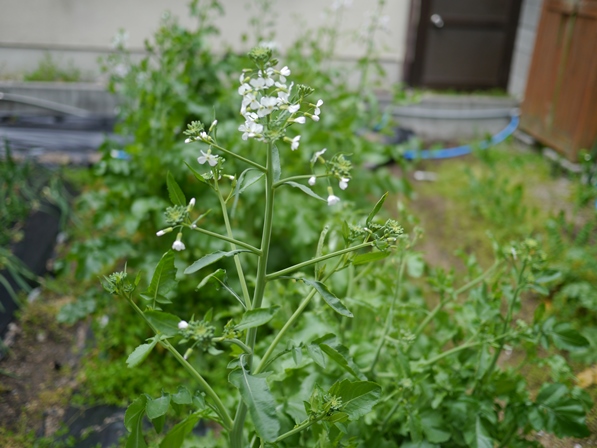 大根の花のおひたし : RC 外断熱 住み心地レポート