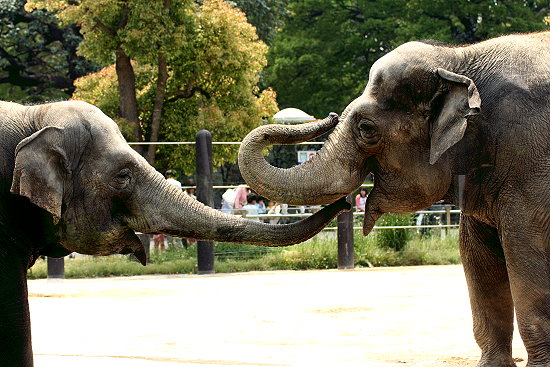 鼻で仲良し : 動物園放浪記
