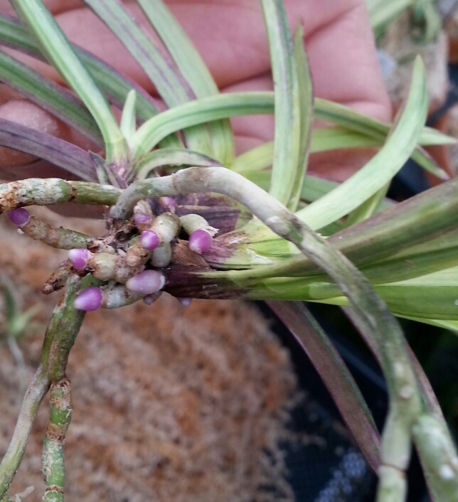 一日は、長い… : サムライ オーキッド 富貴蘭 セレクトショップ MAIL samuraittt@gmail.com