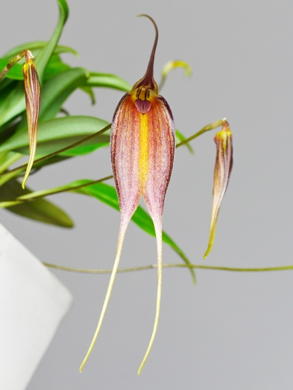 Masdevallia patula : 花咲か父さん 洋らん栽培