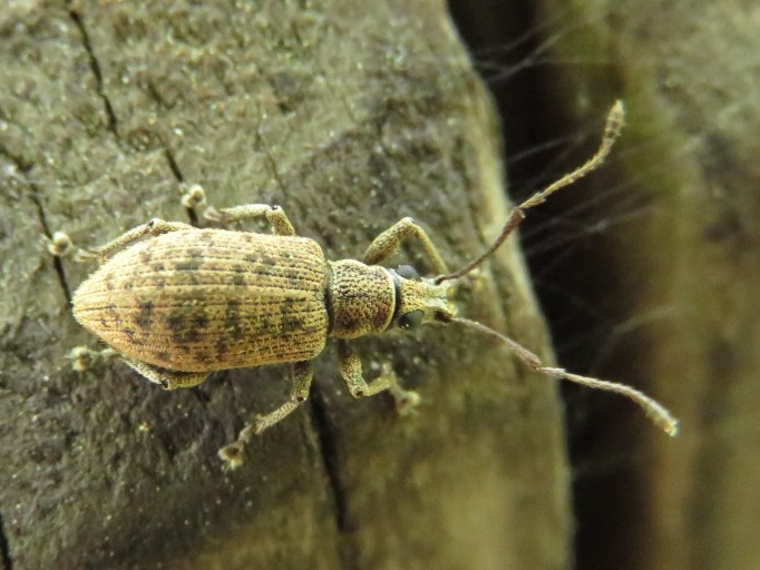 ゾウムシの仲間 : 写ればおっけー。コンデジで虫写真