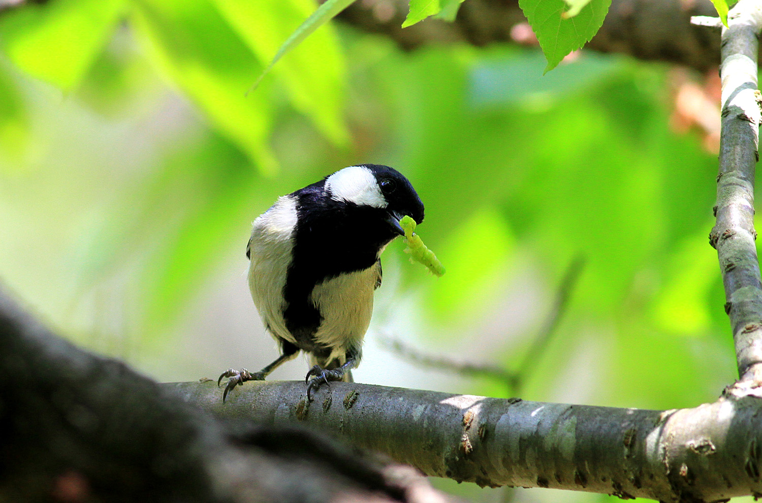 今日の錦織公園 : ぶらり自然散歩