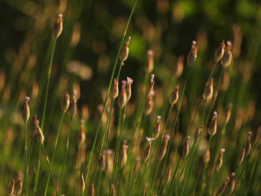 『犬子持撫子(イヌコモチナデシコ)が咲き始めました』 : 自然風の自然風だより