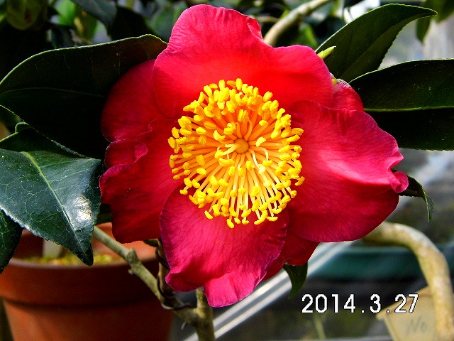 肥後椿百花撰 : 肥後椿・日本の椿 肥後椿百花撰 : 肥後椿・日本の椿