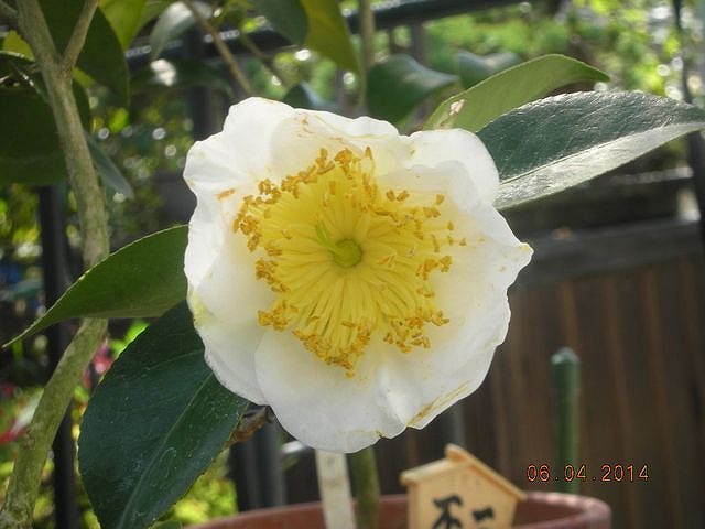 肥後椿百花撰 : 肥後椿・日本の椿 肥後椿百花撰 : 肥後椿・日本の椿