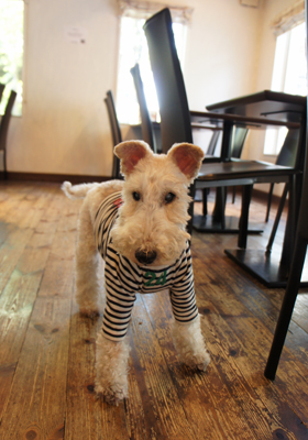 ぼろたんのこと Please give Borotan the power he needs. : ダツリョクニッキ