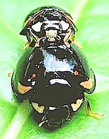 『♂ ＜ ♀』 ダンダラテントウ Menochilus sexmaculatus : 自然感察 *nature feeling*