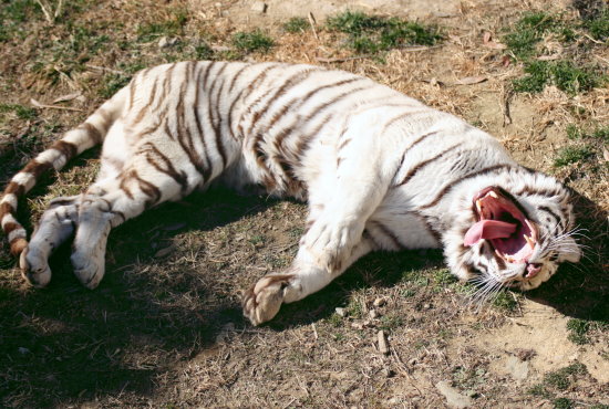 大あくび（2） : 動物園放浪記