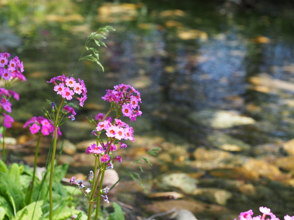 六花の森とおやつ！おやつ！おやつ！ : WONDERFUL OUTDOOR