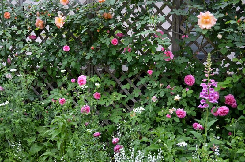 抜群の存在感！ERガートルード・ジェキル : Doriのお気に入り