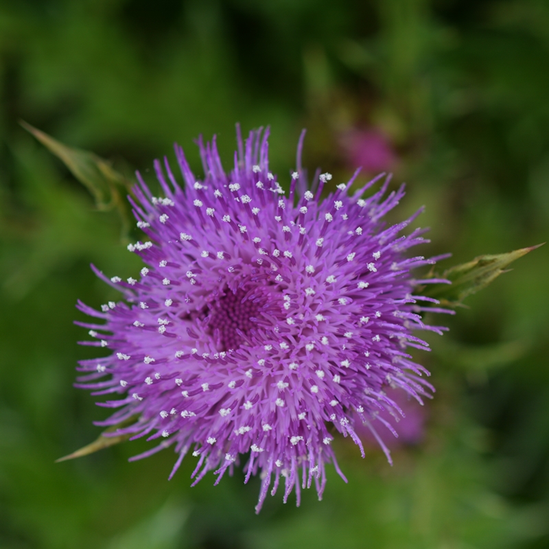 薊（アザミ） : 「生き物たちに乾杯」 ”野に咲く花に心を込めて”