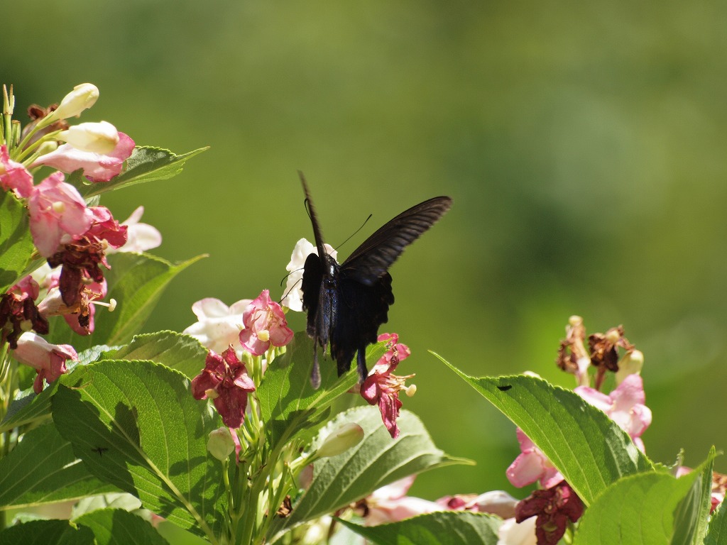 『山里で出逢った花と蝶と観音様・・・・・』 : 自然風の自然風だより