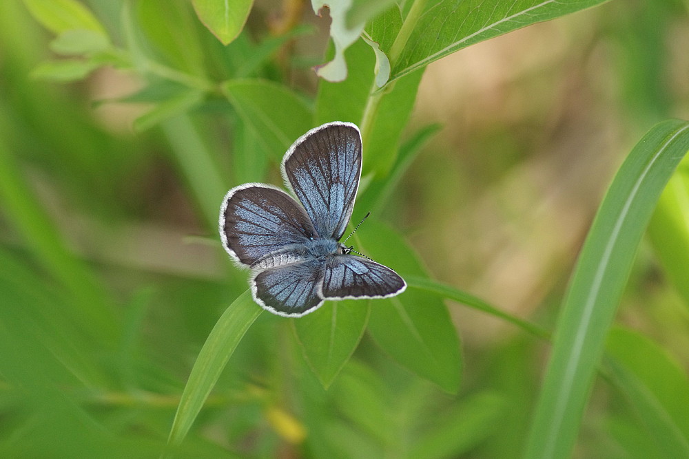 2014．6．17 山梨県・林縁の草地 アサマシジミ 2014．6．25 （記） : たかがヤマト、されどヤマト