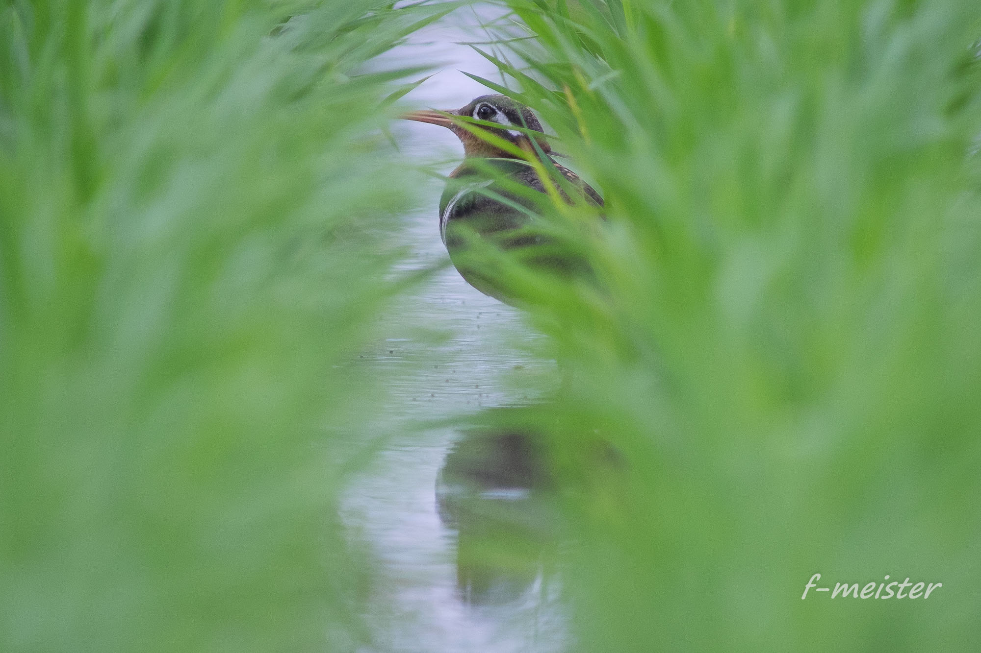 今季遅めですがタマシギです。(2014年7月5日) : マクロチックフォト