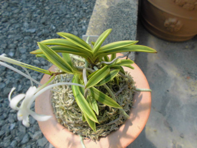 富貴蘭お客様の棚 : DREAM GRASSES 富貴蘭お客様の棚 : DREAM GRASSES