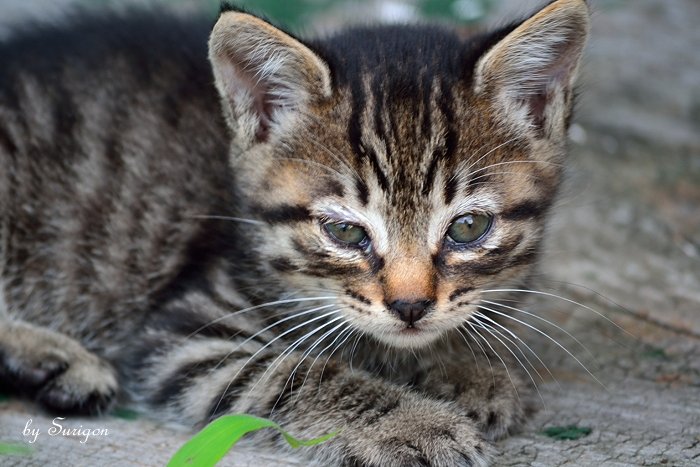 キジトラ チビ2号 : カメラと歩いてみたら