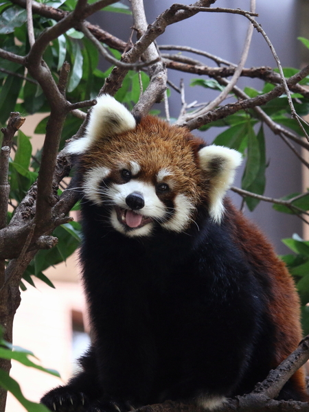 夏本番の上野 : レサパン日和