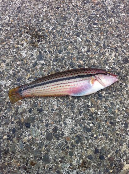 2014年7月20日 横須賀 電撃メジナ釣り⁉︎ : 東京湾奥釣り Level1