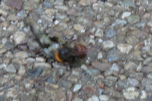 生き物散策 @ トンボの王国 2014.08.01 : sakamichi