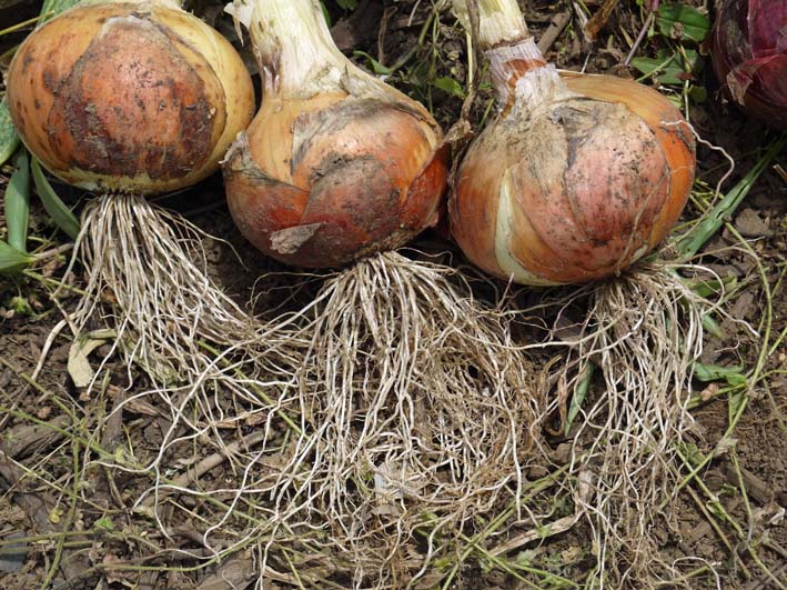 さとやま連合会構成団体の紹介③緑のダム北鎌倉 : 北鎌倉湧水ネットワーク