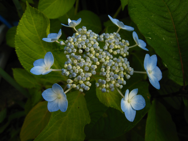 森の泉 （園芸アジサイ） : Nakaの泥轍日記