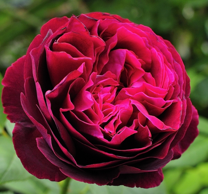フォールスタッフ 2014 : JUDEの庭と薔薇のカヲリ フォールスタッフ 2014 : JUDEの庭と薔薇のカヲリ