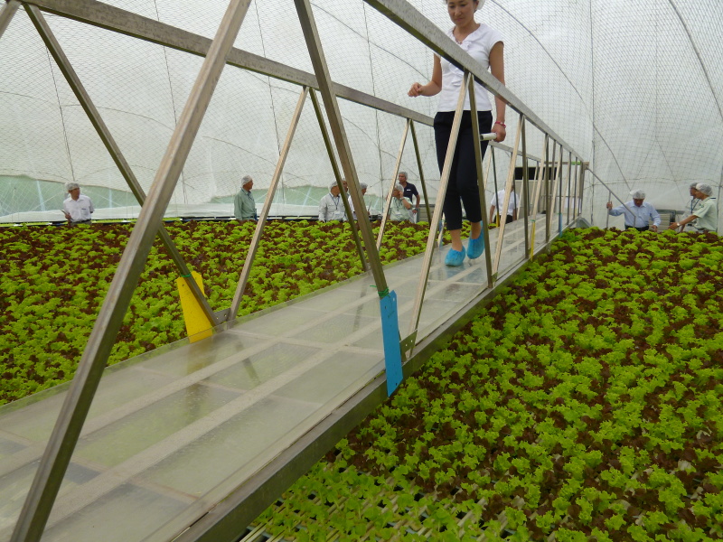 エアドームハウスでのリーフレタスの栽培。 : ニコニコまさたか（岡山県議会議員 太田正孝のブログ）